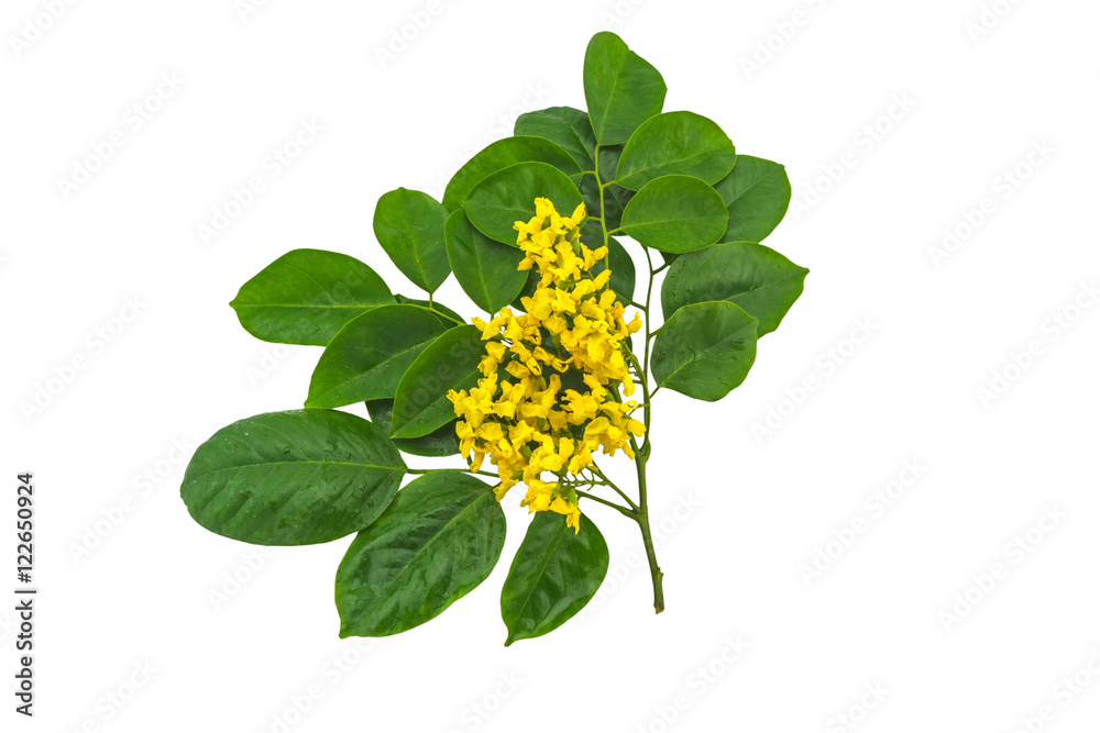 Closed up yellow flower of Burmese Rosewood or Pterocarpus indicus ...