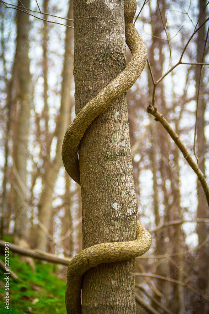 Thick Tree Vine Climbing and Wrapping Around Trunk in Autumn - Crab ...
