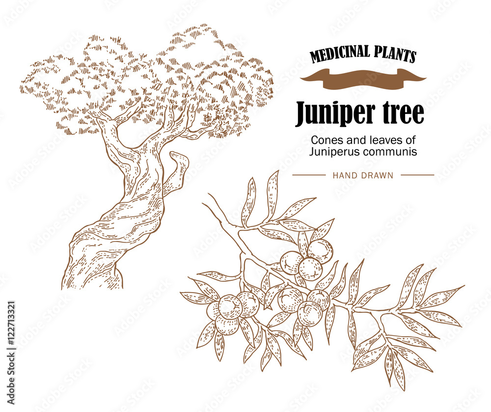 Juniper tree vector illustration. Cones ans leaves of Juniperus Stock ...