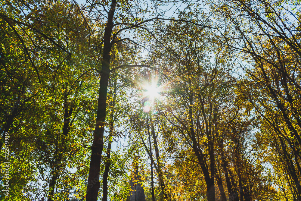 Redwood tree with sun flare through branches looking up. Natural lens ...