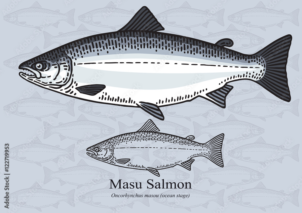 Masu salmon, Cherry salmon (ocean stage). Vector illustration for ...