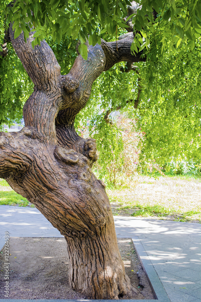 Sophora japonica tree. The trunk and leaves of the tree. Acacia. Stock ...