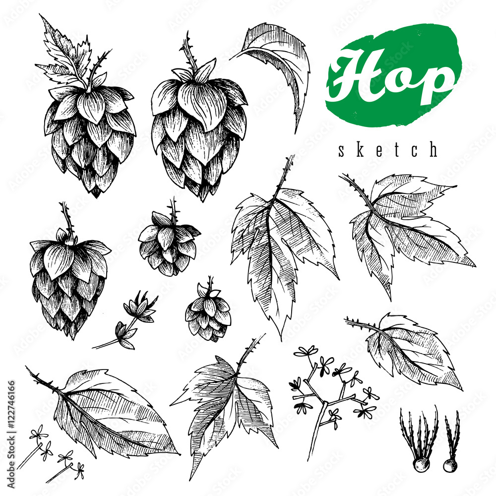 Beer hops element design, hand drawn hops cones, hops leaves and seeds ...