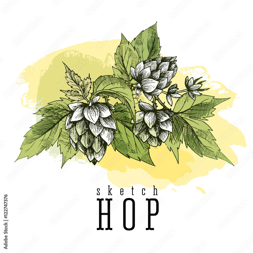 Beer hops round frame hand drawn hops branches with leaves, cones and ...