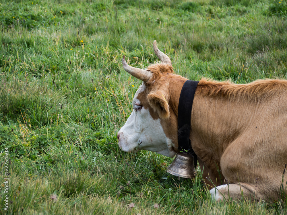 Foto de detalle de típica vaca suiza y su cencerro en Männlichen, Suiza ...