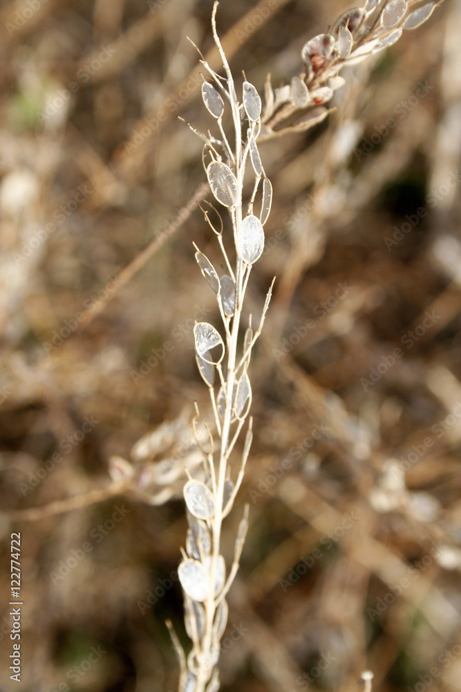 Sprig plant with transparent leaves. Stock Photo | Adobe Stock