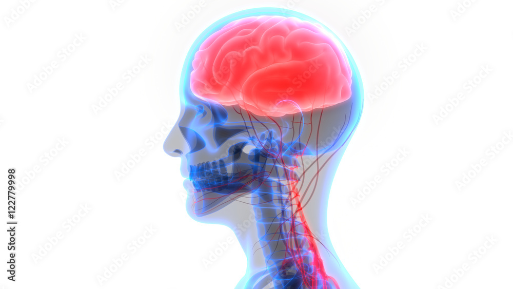 Human Brain with Nervous system Anatomy Stock Illustration | Adobe Stock