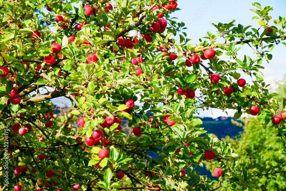 Apfelbaum mit roten Äpfeln Stock Photo | Adobe Stock
