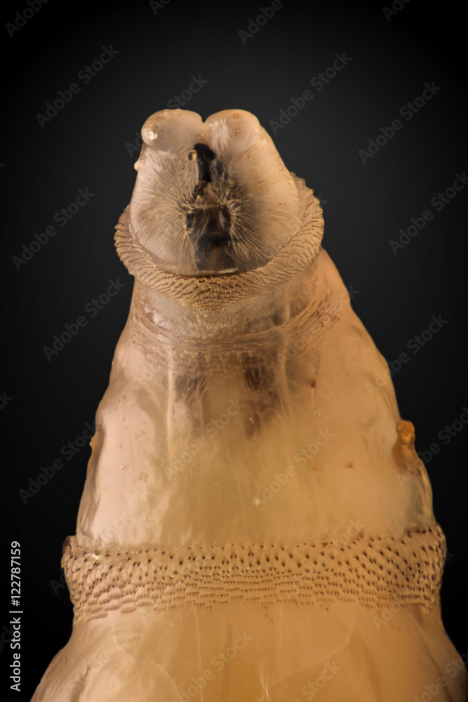 Extreme magnification - Fly larva head Stock Photo | Adobe Stock