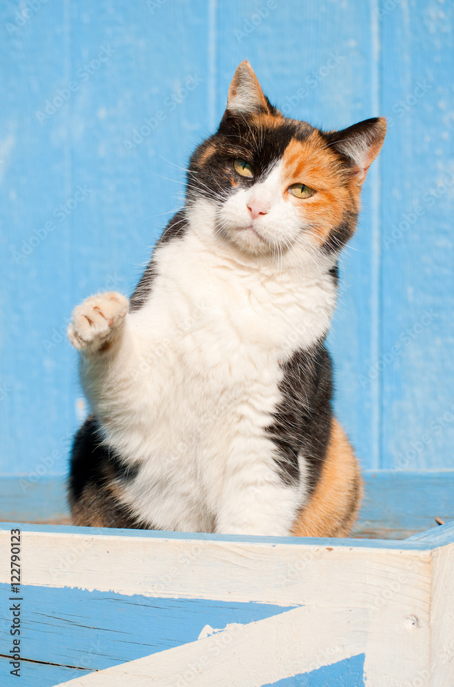 Calico Barn Cats
