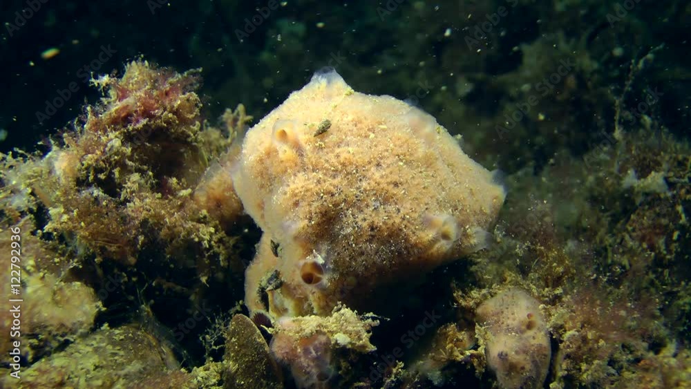 Sponge (Haliclona sp.) on the seabed. Stock Video | Adobe Stock
