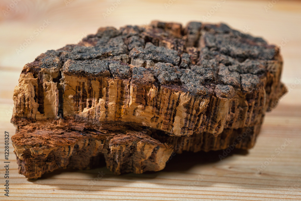 cork tree closeup. From this tree is made bottle caps Stock Photo ...