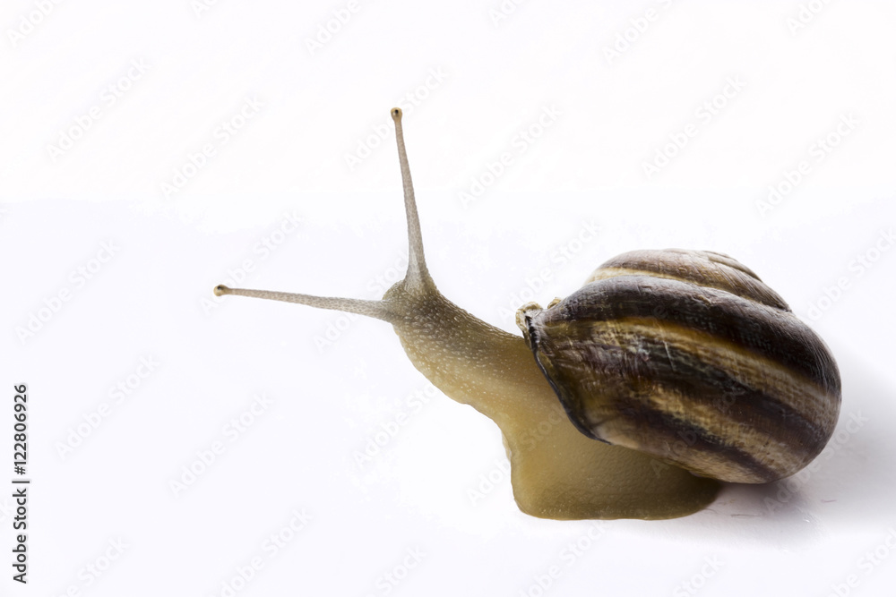 CARACOL Stock Photo | Adobe Stock