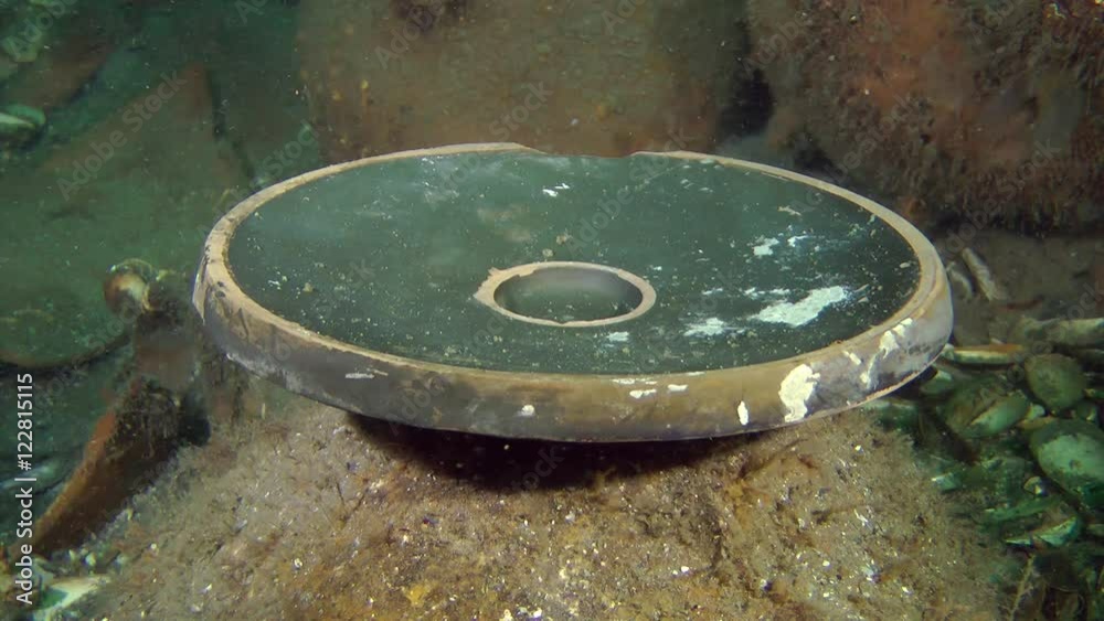 Ancient Greek fish plate among the amphora (Black-glazed ware). Stock ...