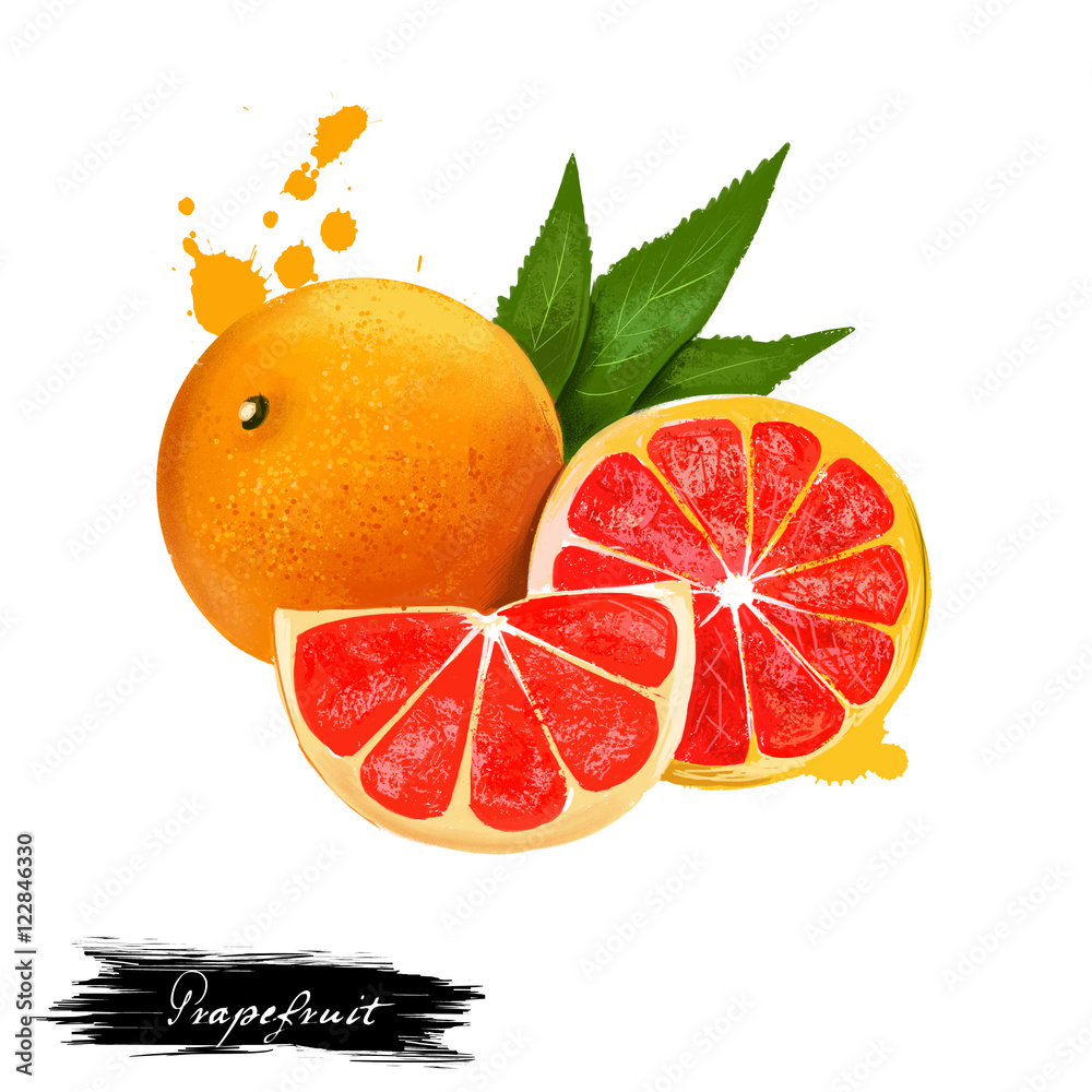 Grapefruit isolated on white background. Citrus paradisi, Pink ...