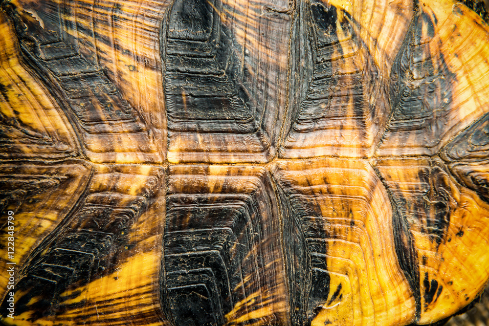 Texture of turtle shell Stock Photo | Adobe Stock