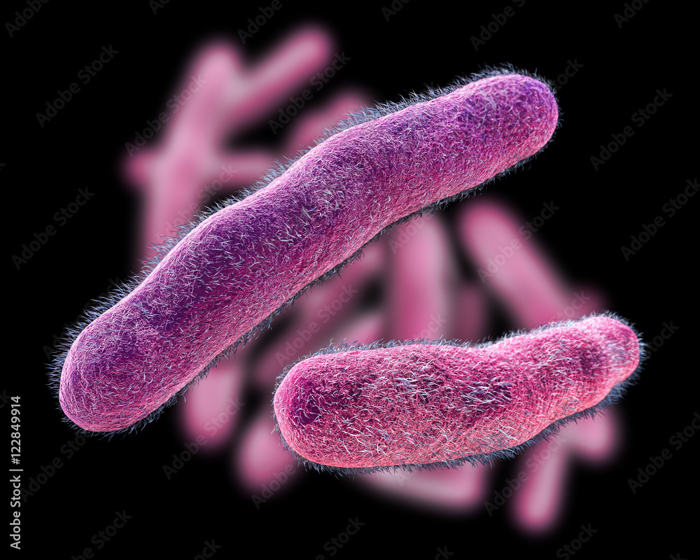 Shigella Bacteria Photos | Adobe Stock