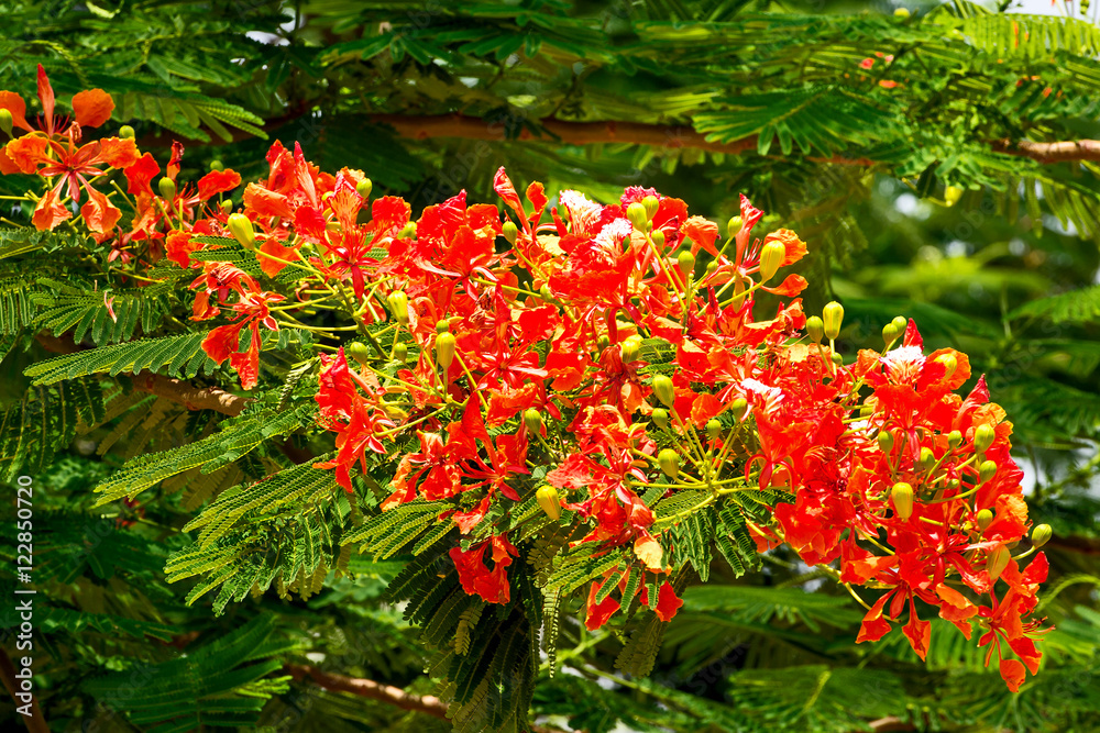 Royal Poinciana, Stock Photo | Adobe Stock