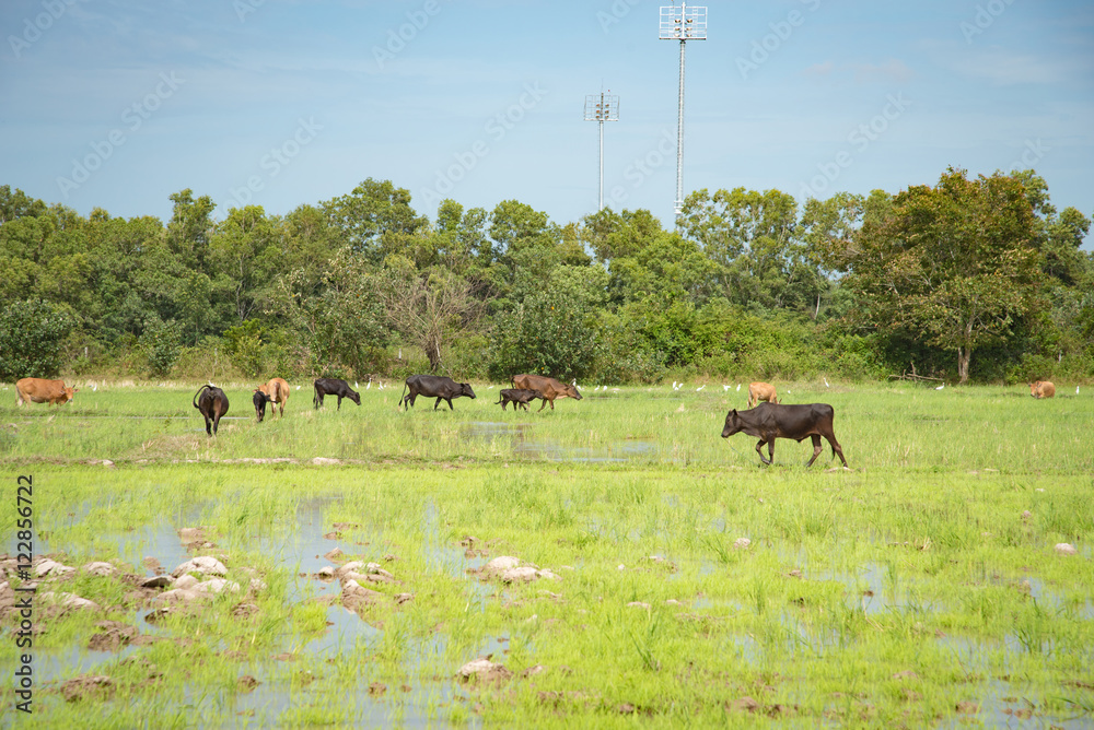 Foto Stock Cow in paddy fields | Adobe Stock