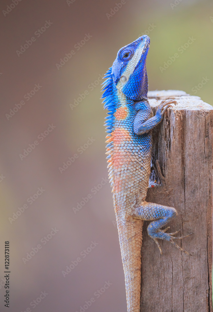Lizard,dragon , Chameleon , Blue-crested Lizard , Indo-Chinese Forest ...