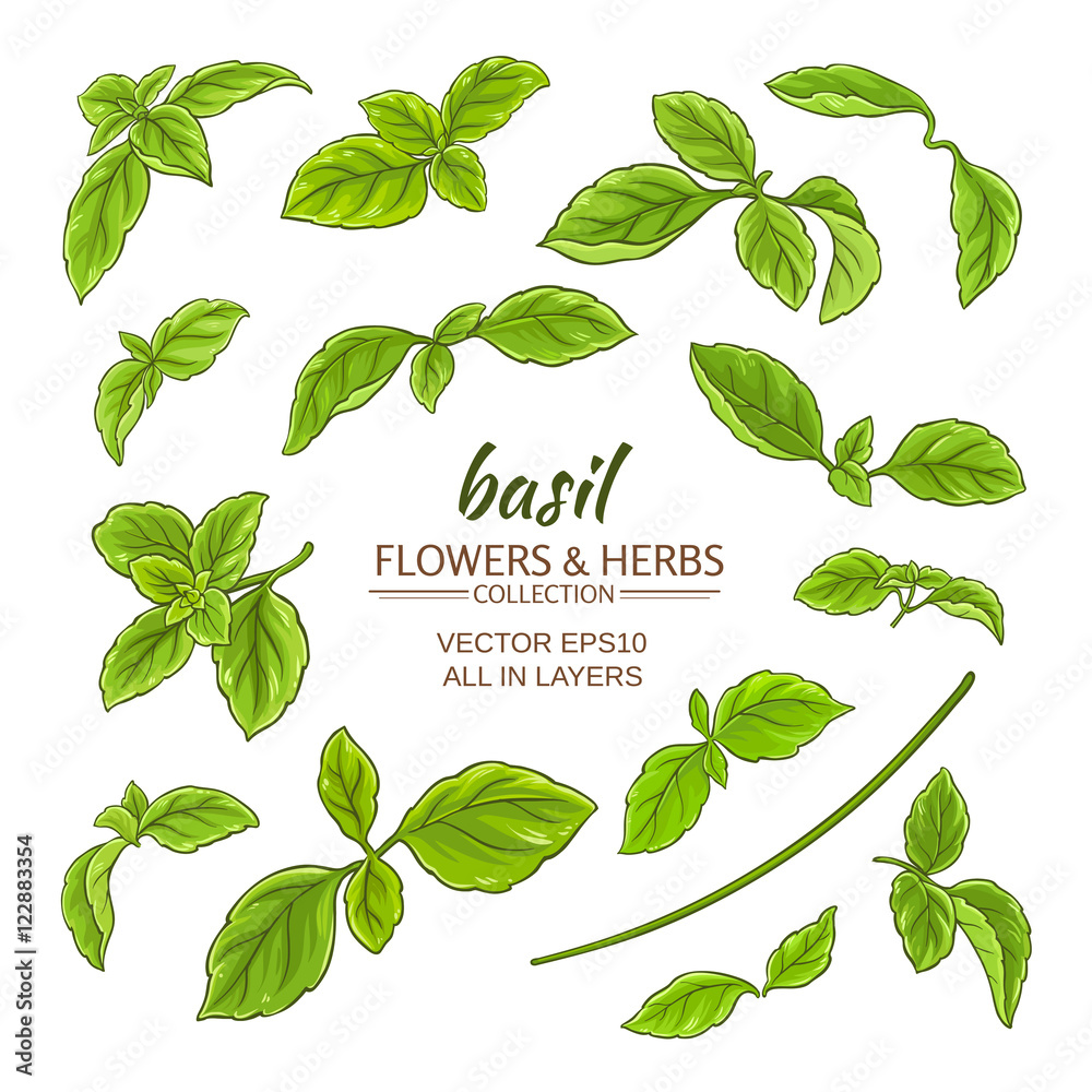 basil elements vector set Stock Vector | Adobe Stock