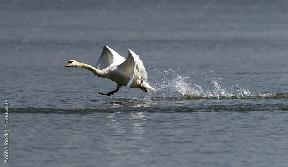 Swan is taking off from water. Swan running on water.River Danube in ...