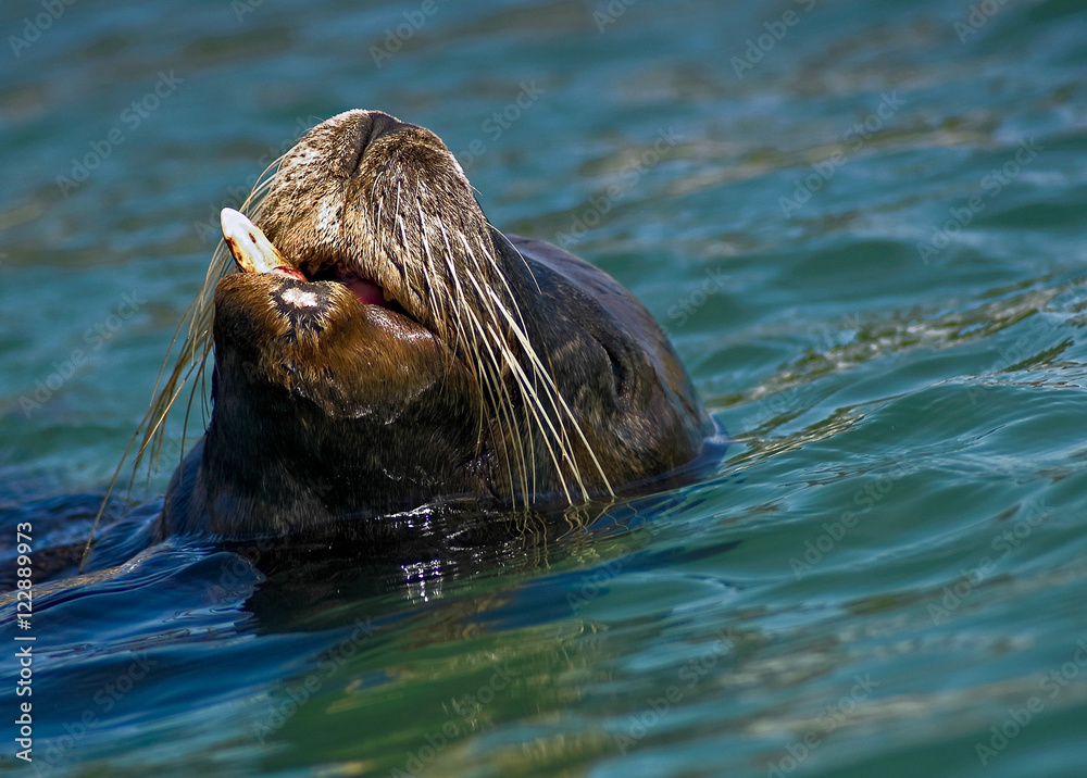 Happy Sea Lion with crooked tooth Stock Photo | Adobe Stock