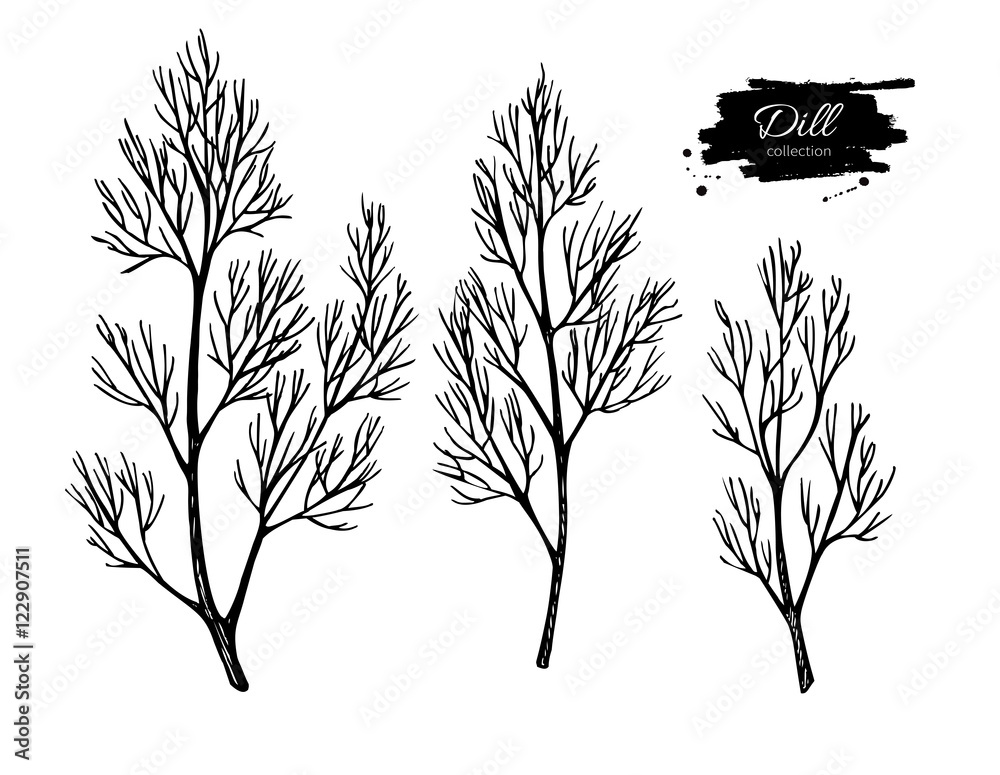Dill vector hand drawn illustration set. Isolated spice object. Stock ...