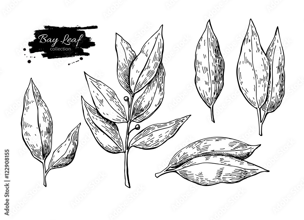 Bay leaf vector hand drawn illustration. Isolated spice object. Stock ...