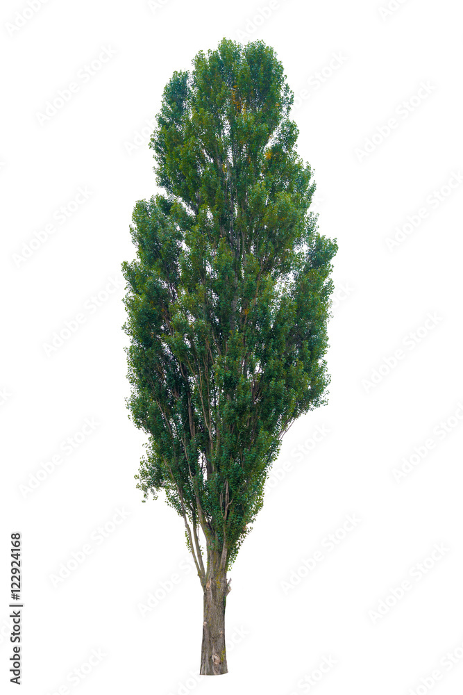 deciduous tree isolated on white background. a giant poplar Stock Photo ...