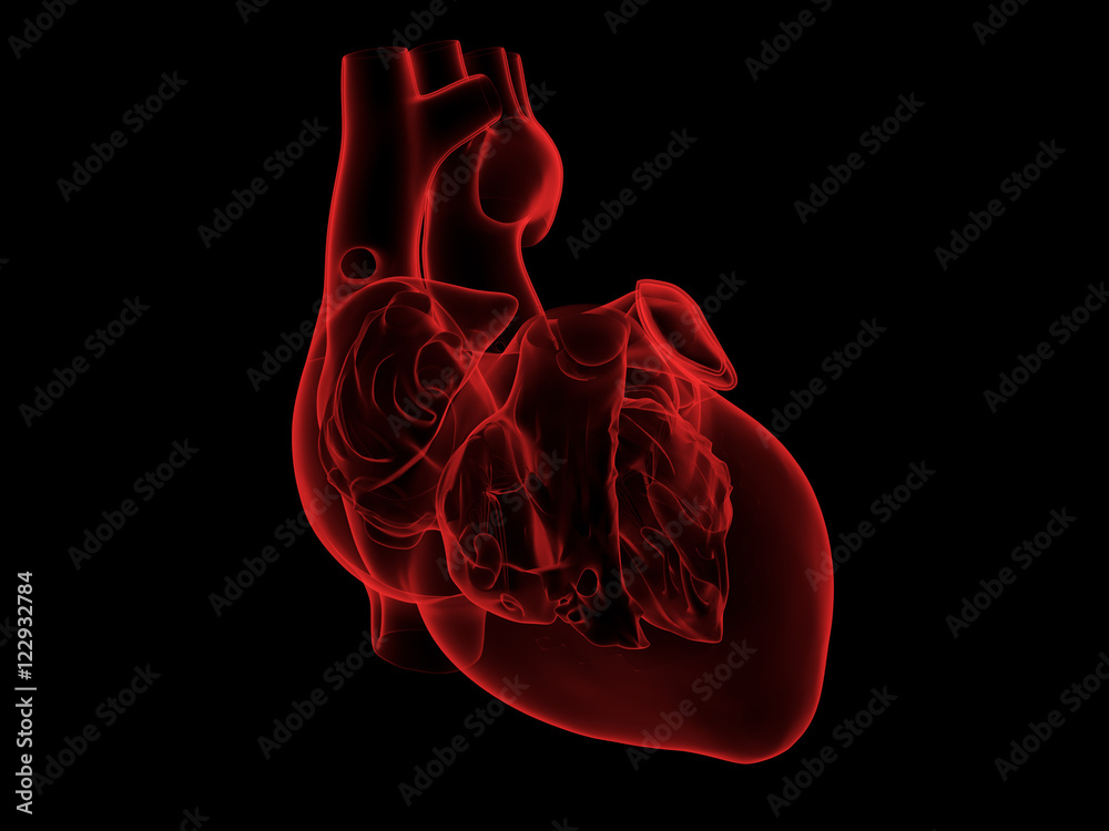 X-Ray of a human heart, 3d illustration. Stock Illustration | Adobe Stock