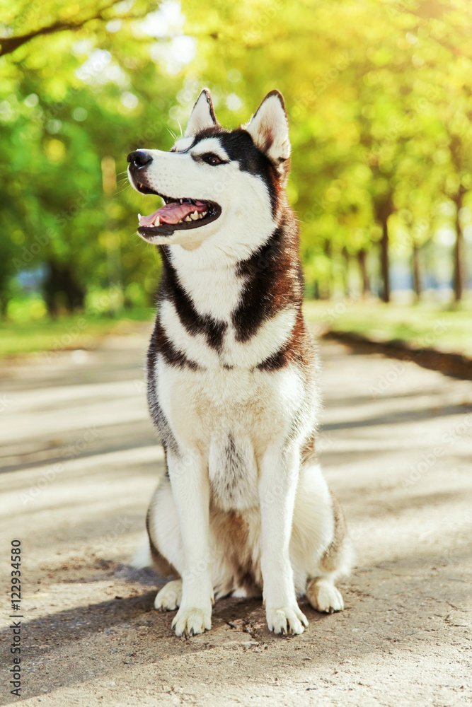 Portrait black and white Husky dog with a smile and his tongue hanging ...
