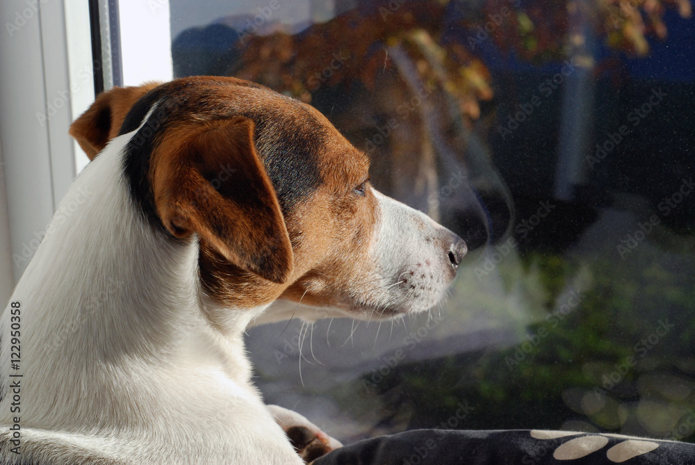 Dog Jack Russell Terrier sunbathing on the window. Dog watch over world ...