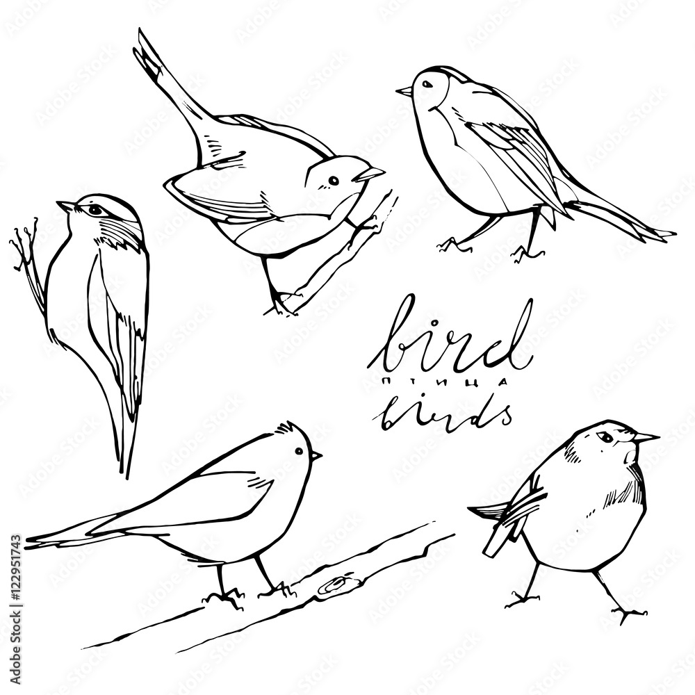 graphic birds on white background Stock Vector | Adobe Stock