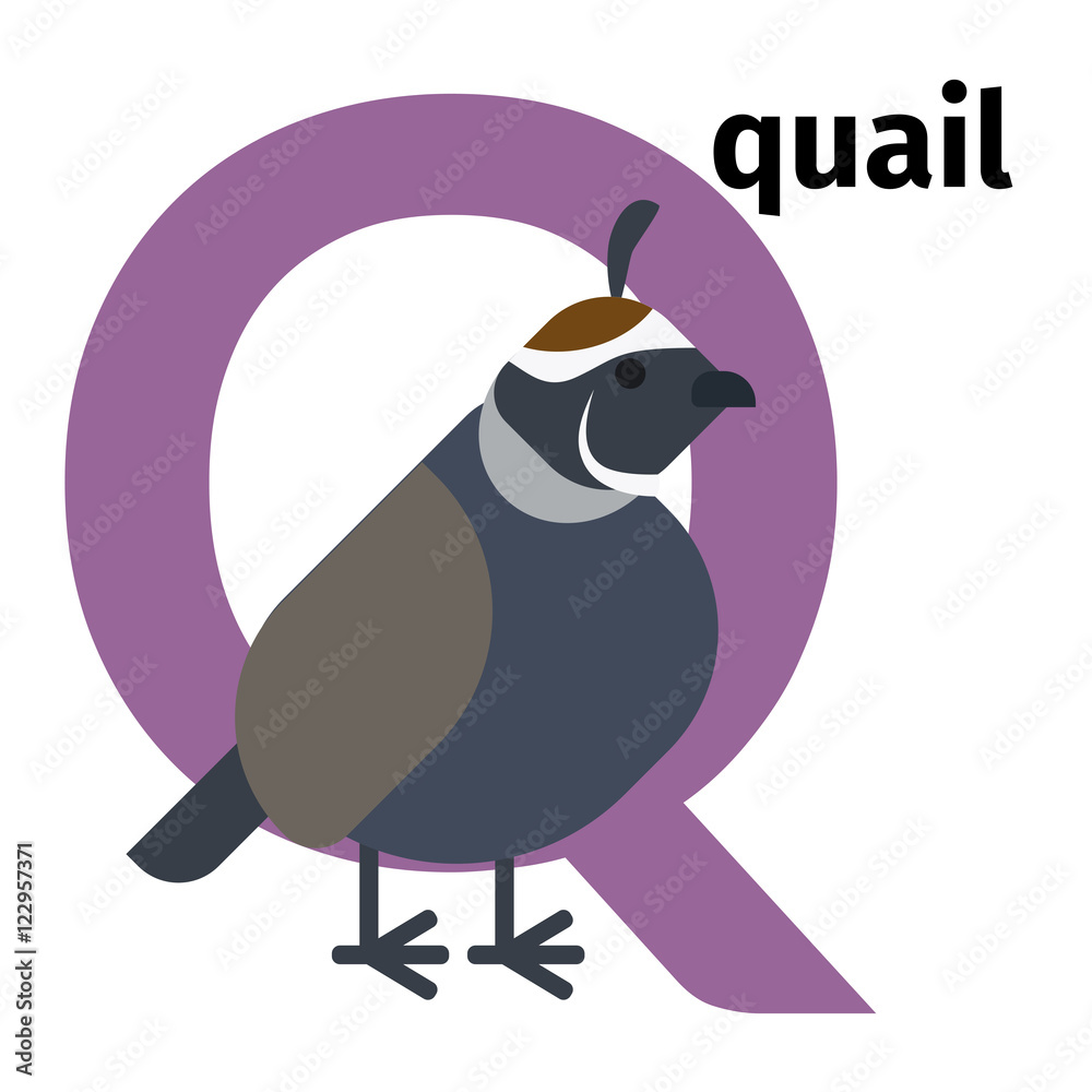 English animals zoo alphabet with letter Q. Quail vector illustration ...