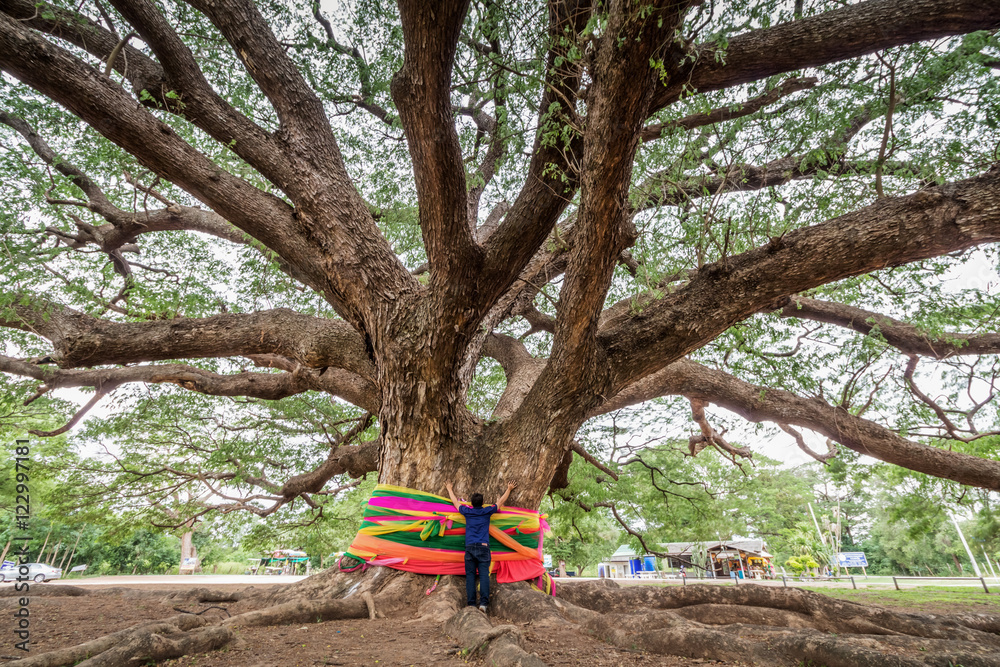 Giant Monky Pod Tree, a man stands at the giant tree over 100 years old ...