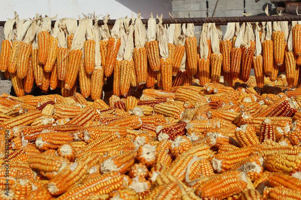 Maíz Canario, Millo Stock Photo | Adobe Stock