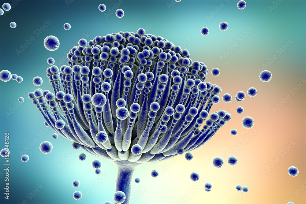 Fungi Aspergillus, Aspergillus fumigatus, Aspergillus niger, black mold ...