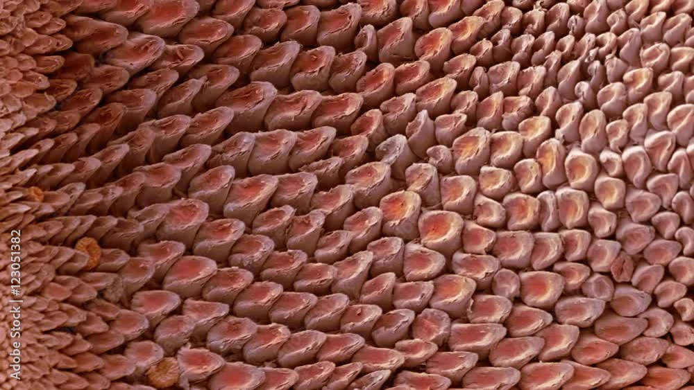 Cat Tongue Magnified