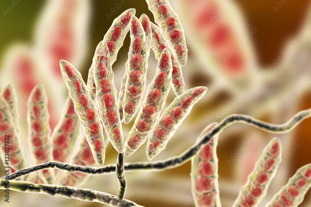 Fungi Fusarium which produce mycotoxins in cereal crops that affect ...