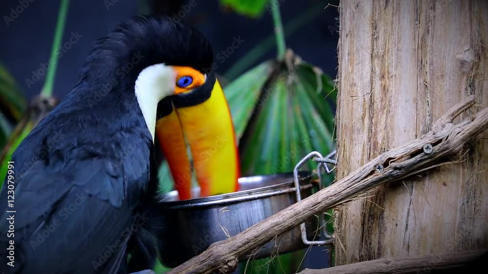 Toco Toucan (Ramphastos Toco) Eating Food Stock Video | Adobe Stock