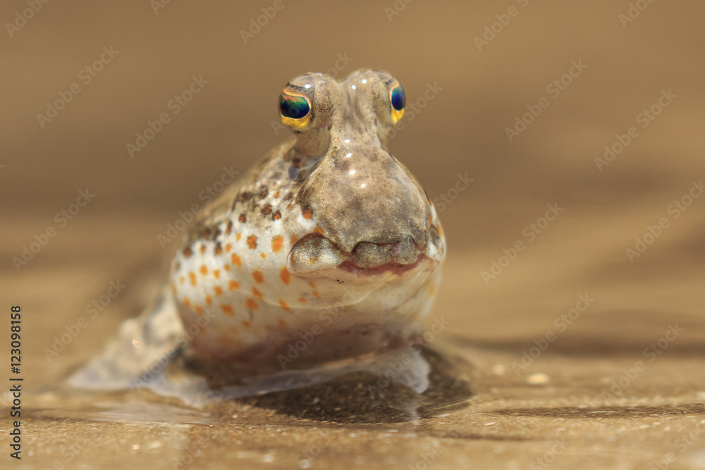 Fish out of Water. Rockskipper fish on land. Amphibious fish Stock ...
