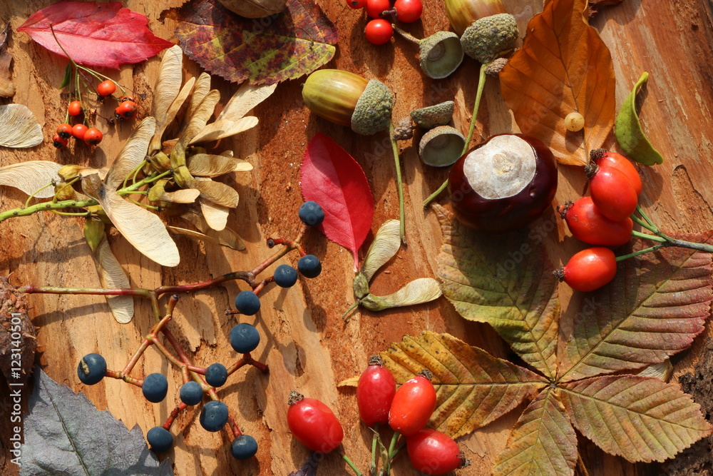 Fruits and seeds of the forest, Wildfrüchte und Samen des Waldes Stock ...