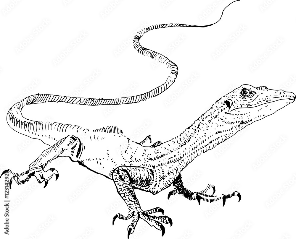 Lizard Drawing Outline