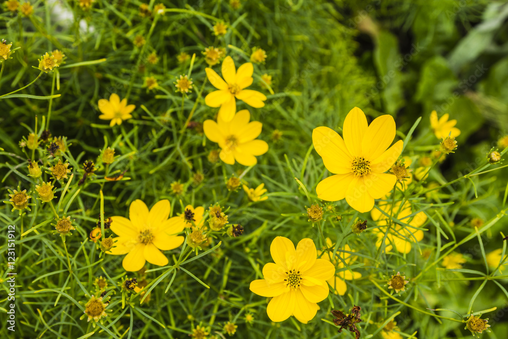 Coreopsis verticillata is species of tickseed in the sunflower family ...