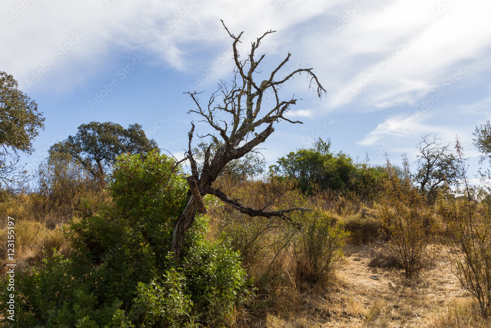 Arbol seco con indicacion de sendero Stock Photo | Adobe Stock