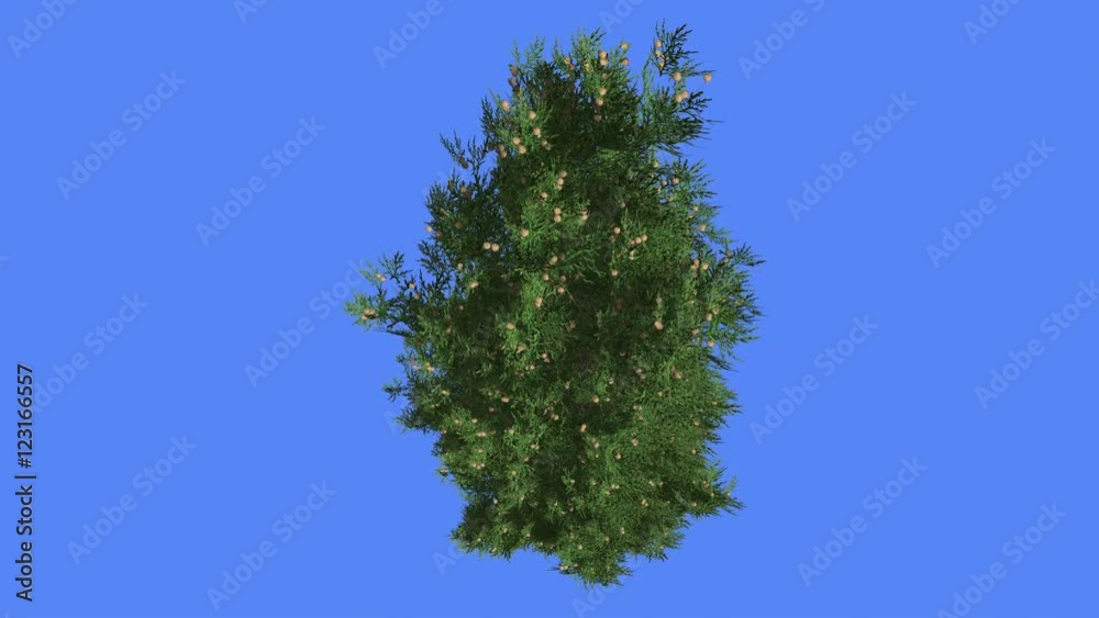 Italian Cypress Crown Top Down Cones Coniferous Evergreen Tree is ...
