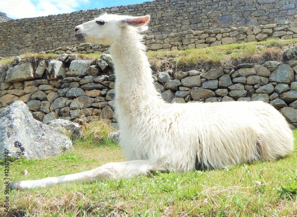 Llama in the lost city of the Incas Machu Picchu, Peru Stock Photo ...