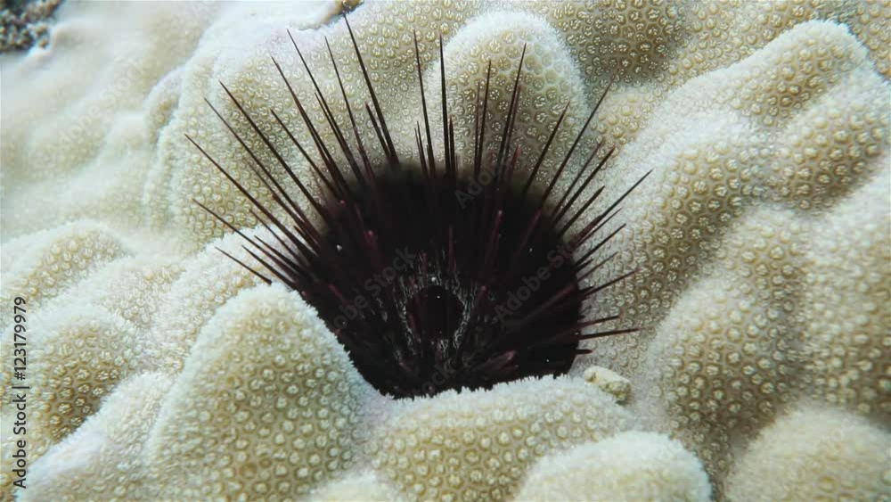 Underwater marine life, close up of a Needle-spined urchin ...