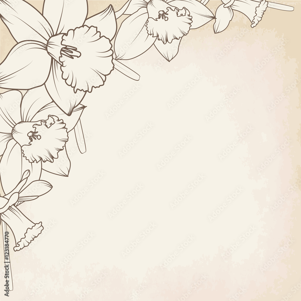 Narcissus daffodil flowers corner border vector design element on ...